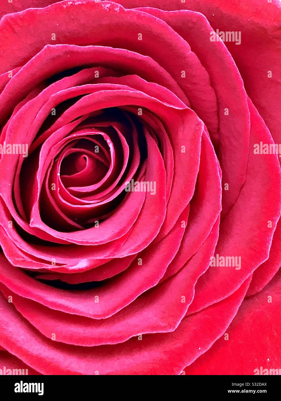 Red Crimson Rose Petals High Resolution Stock Photography and Images ...
