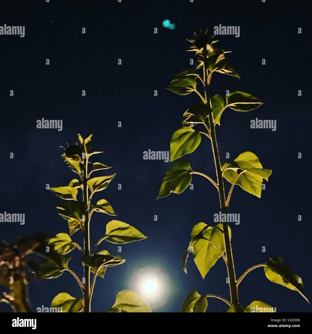 Moon flowers night hi-res stock photography and images - Alamy