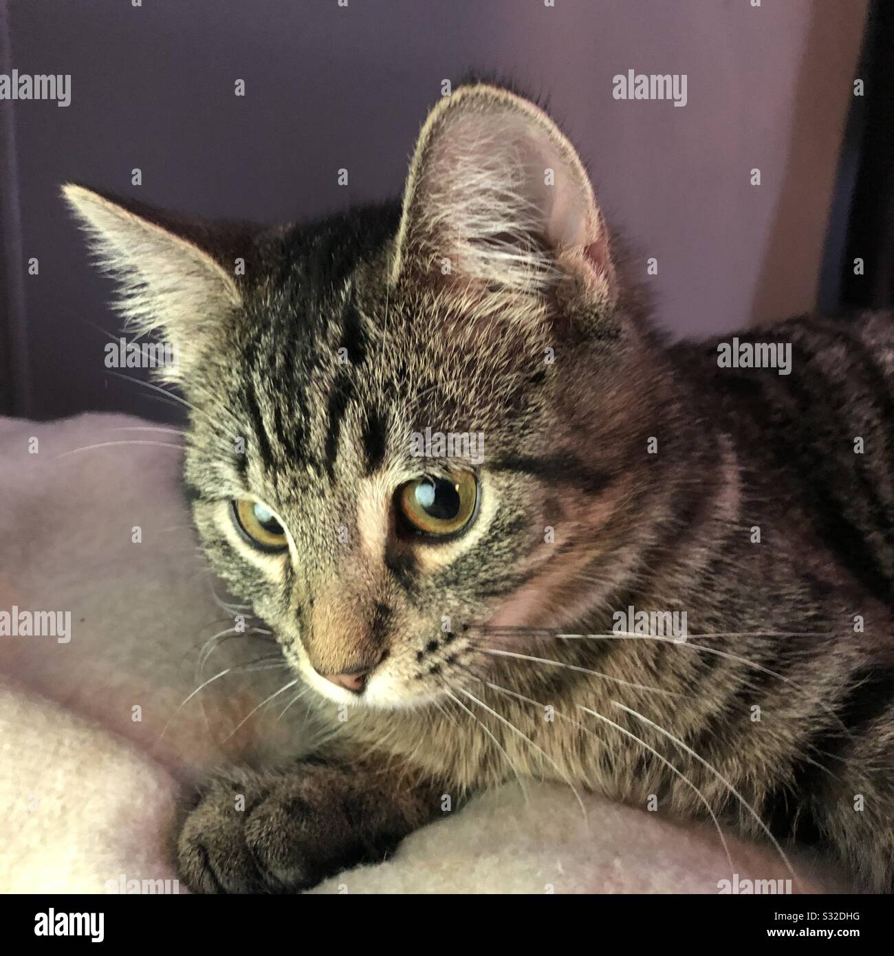Kitty staring hi-res stock photography and images - Alamy