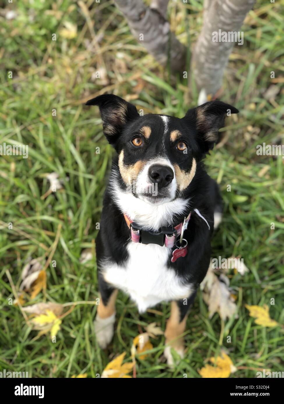 Yuki the dog hi-res stock photography and images - Alamy