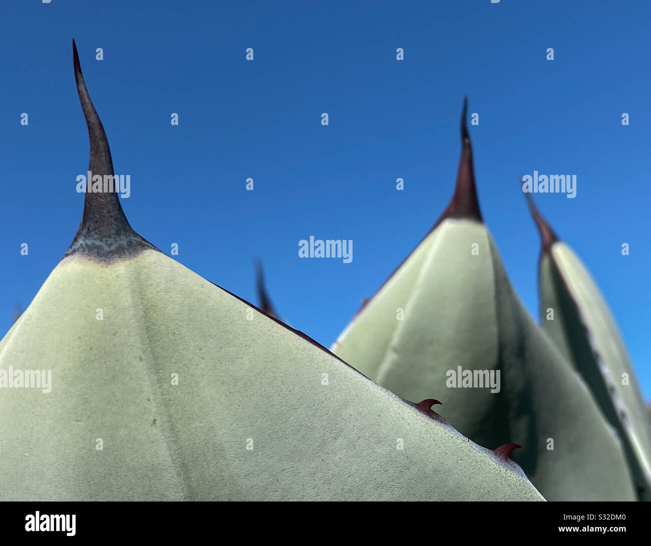 Agave thorns hi-res stock photography and images - Alamy