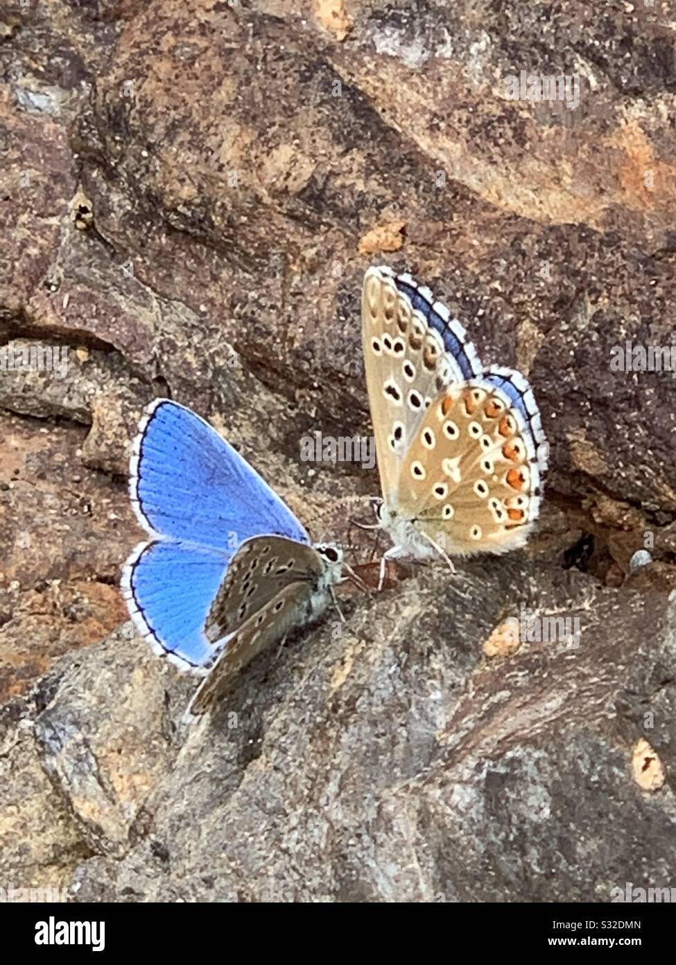 World of butterflies hi-res stock photography and images - Alamy