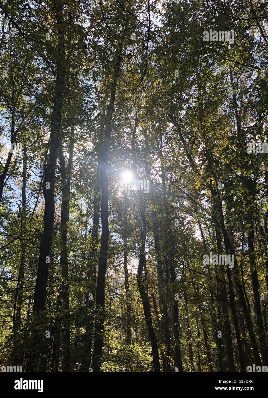 Sunlight through trees Stock Photo - Alamy