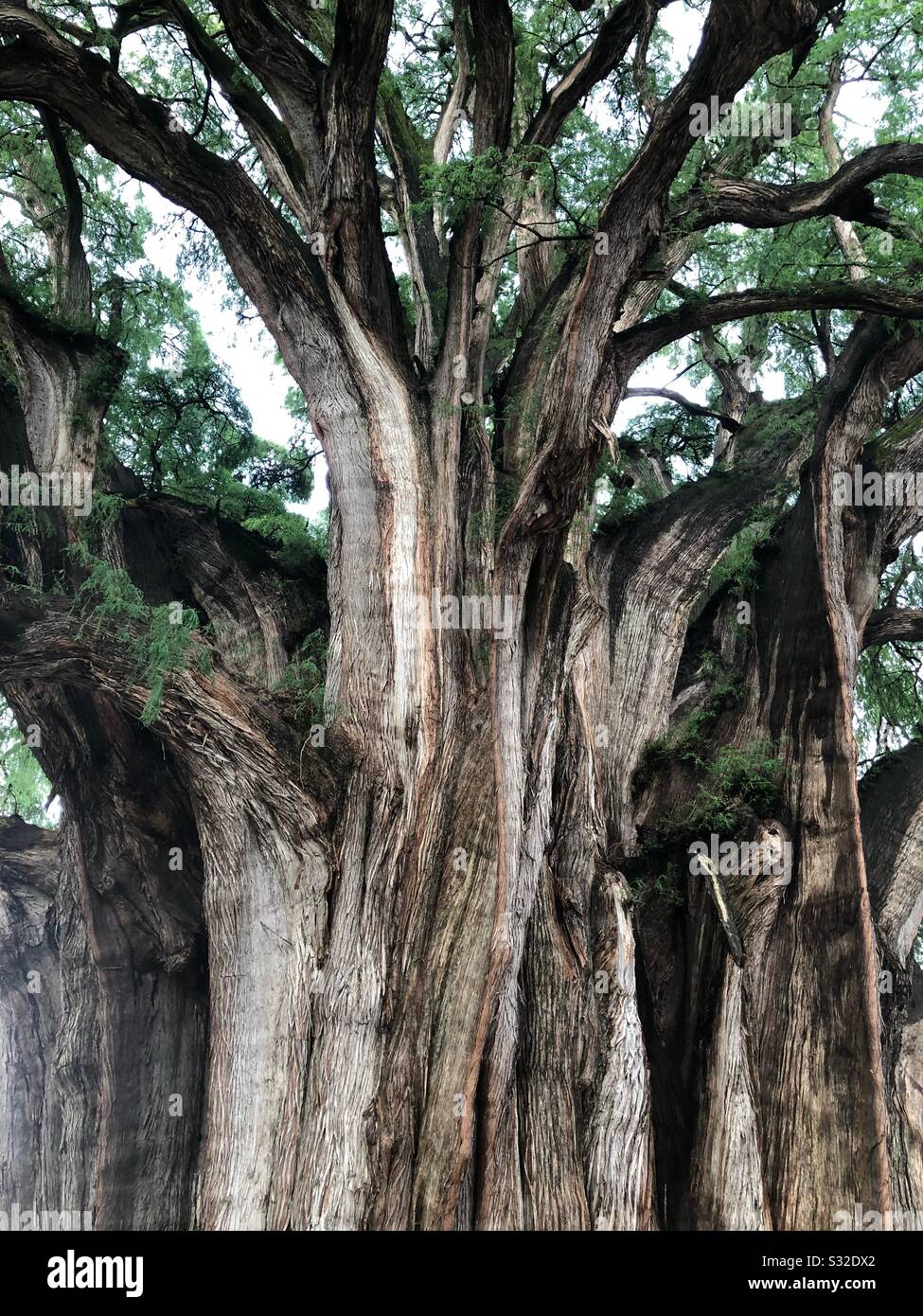 The tule tree hi-res stock photography and images - Alamy