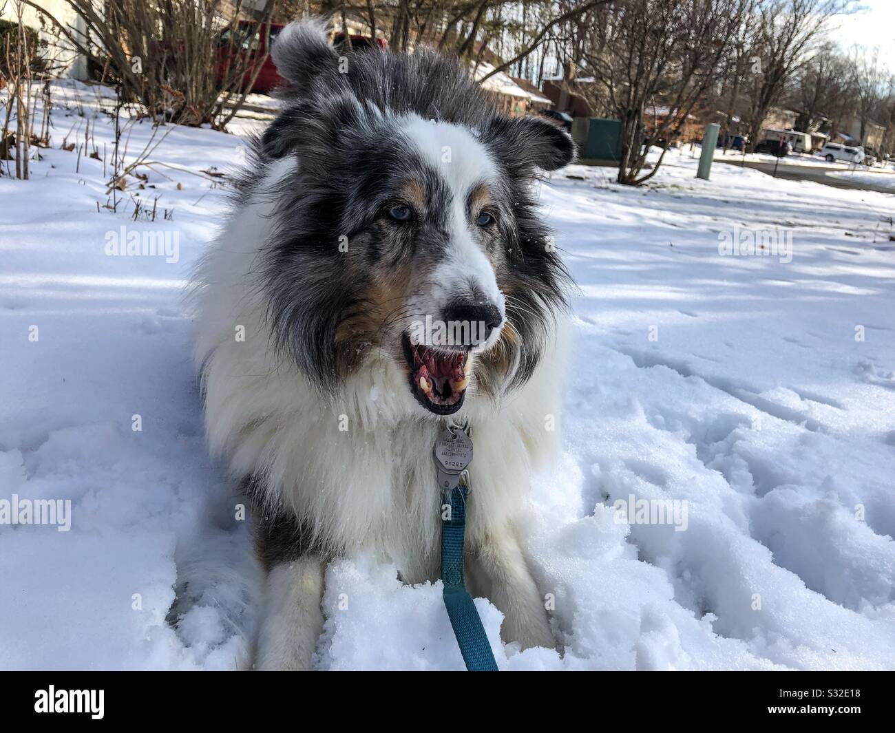 Our blue Merle Sheltie Sammy happy in the snow Stock Photo - Alamy