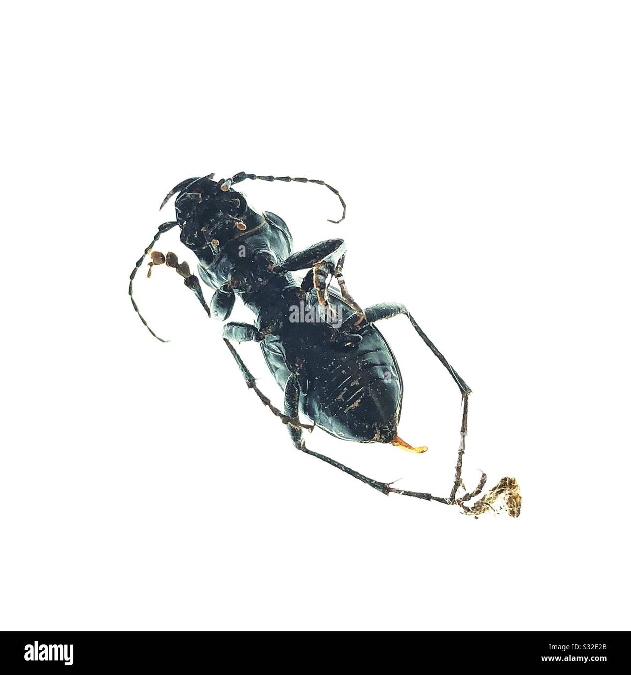 Light table hi-res stock photography and images - Alamy