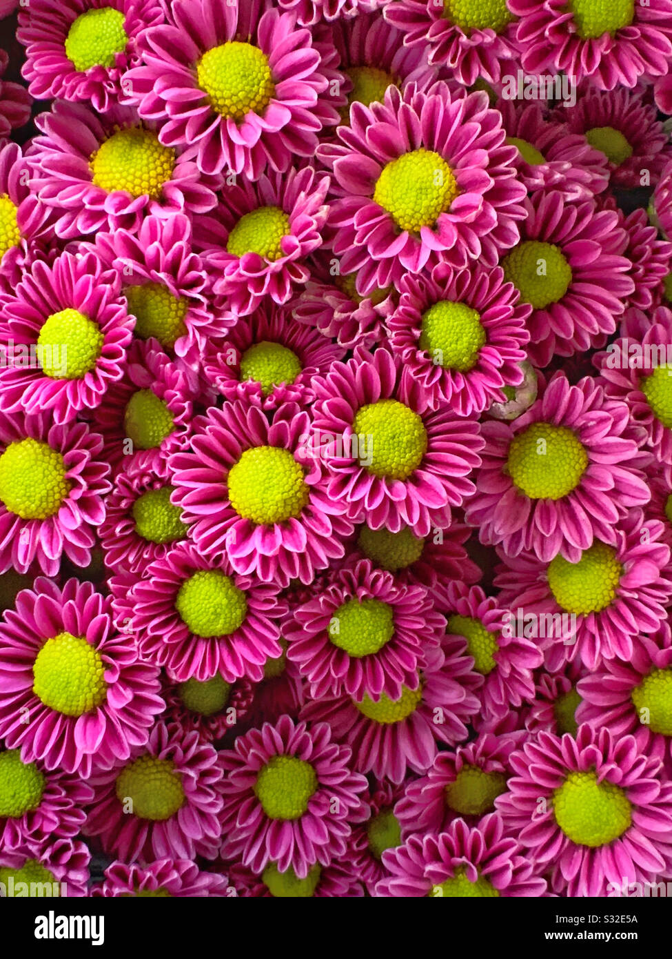 Pink mums hi-res stock photography and images - Alamy