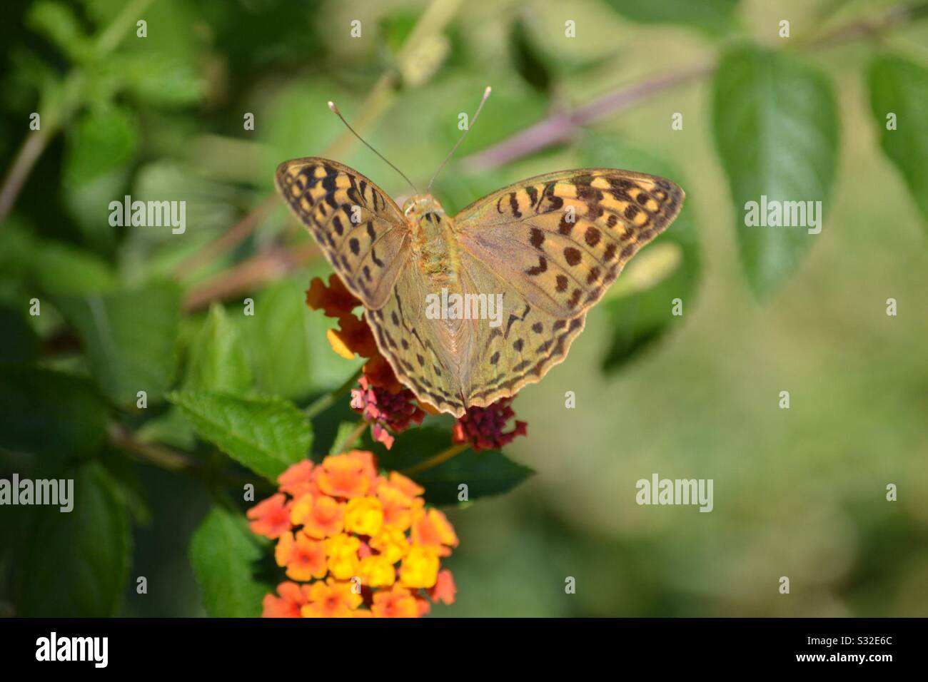 Portuguese insects hi-res stock photography and images - Alamy