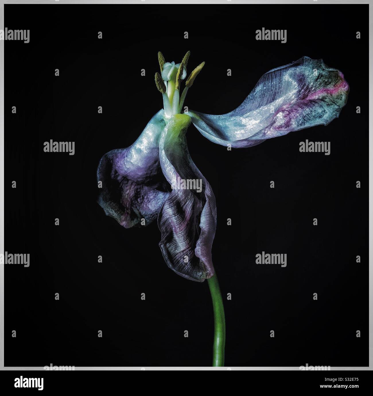 A faded tulip Stock Photo - Alamy