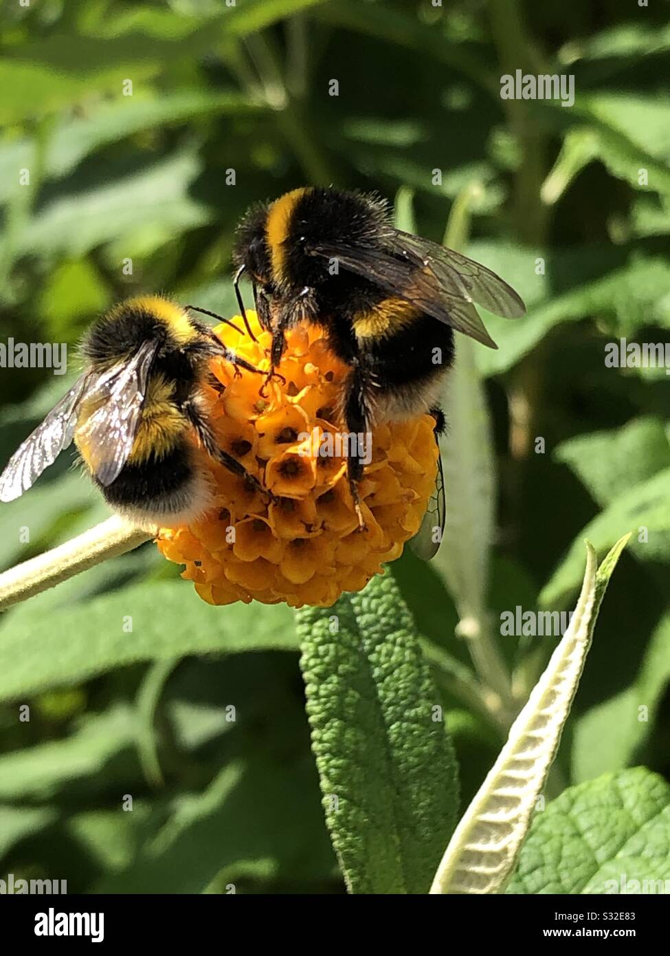 Busy with insects hi-res stock photography and images - Alamy