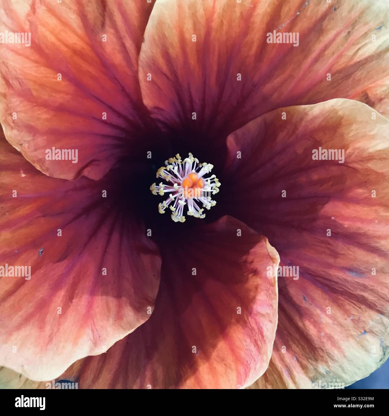 Maroon hibiscus hi-res stock photography and images - Alamy