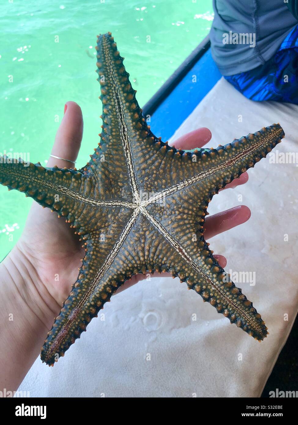 Studying the underneath of a starfish Stock Photo - Alamy