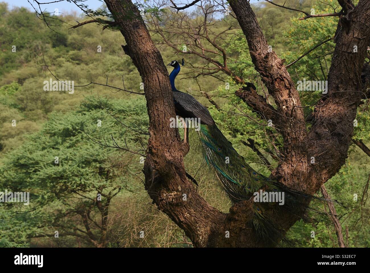 Peacock on the tree Stock Photo - Alamy