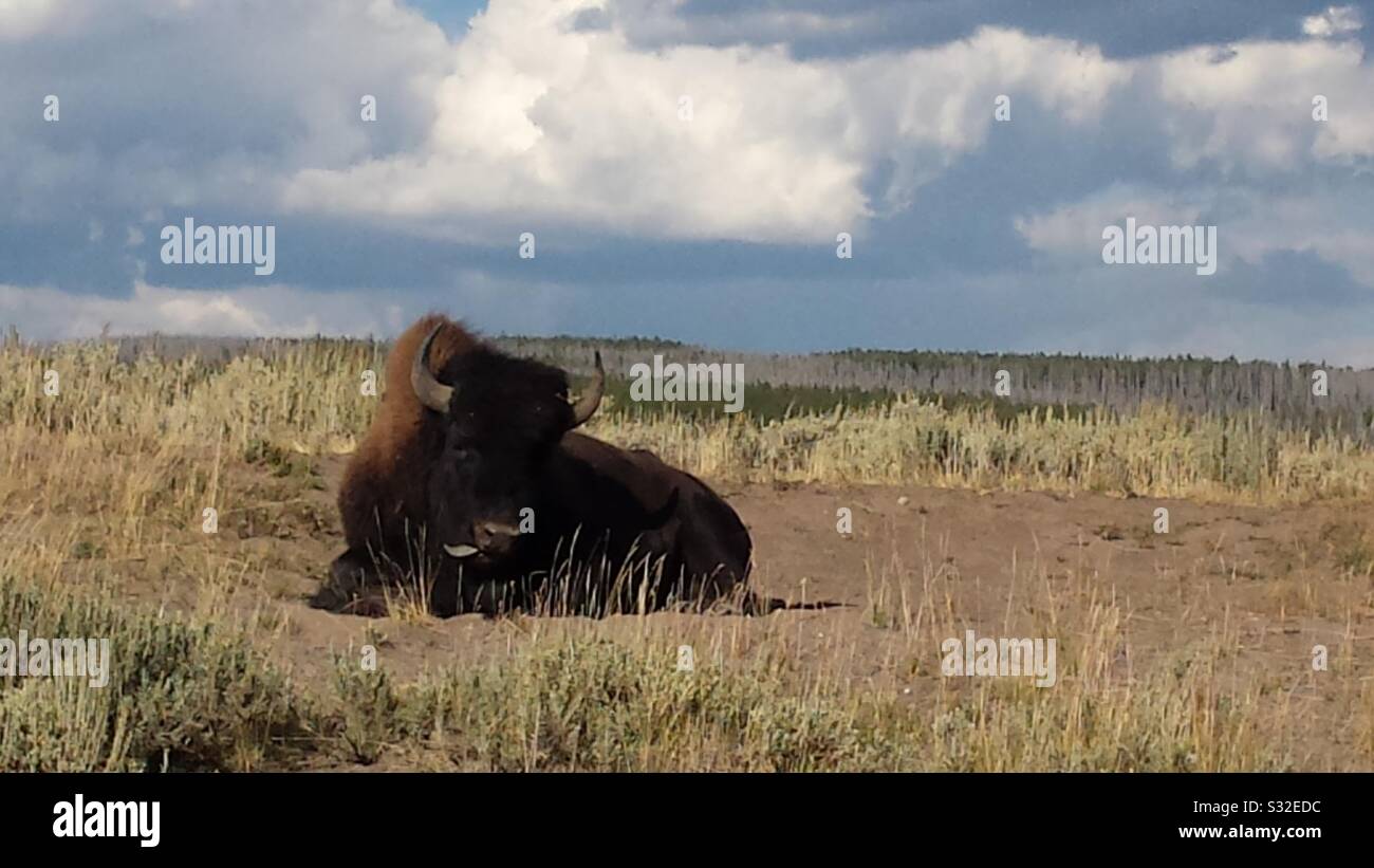 Colorado buffalo hi-res stock photography and images - Alamy