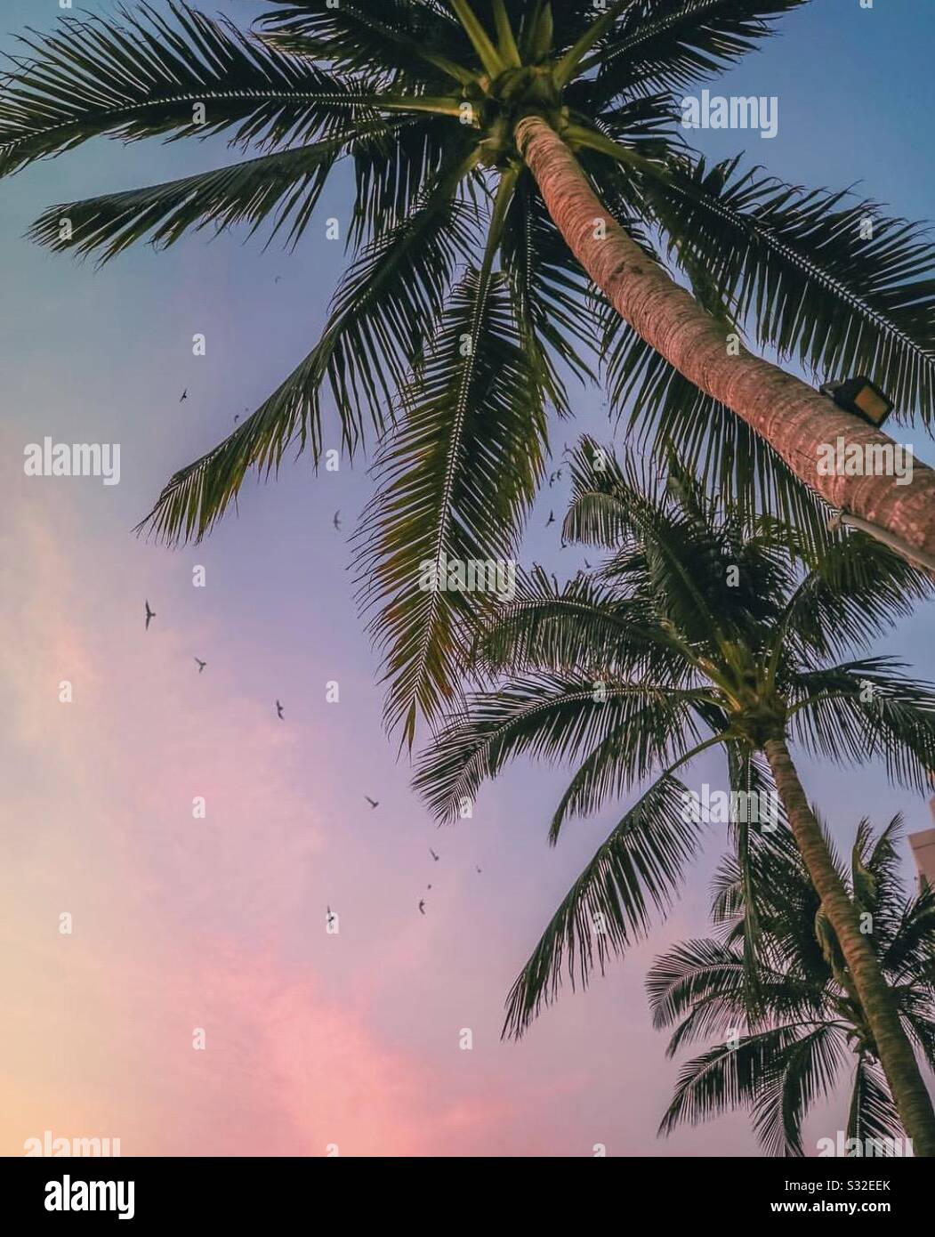 Miami palm hi-res stock photography and images - Alamy