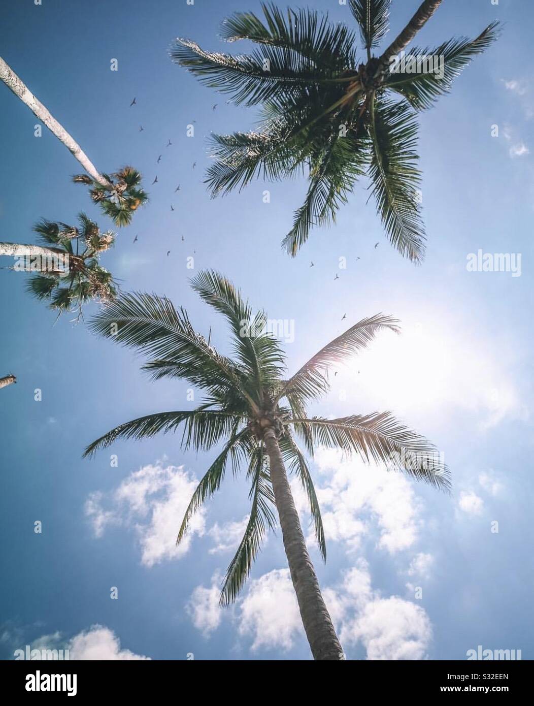 Miami Palm Trees Stock Photo - Alamy