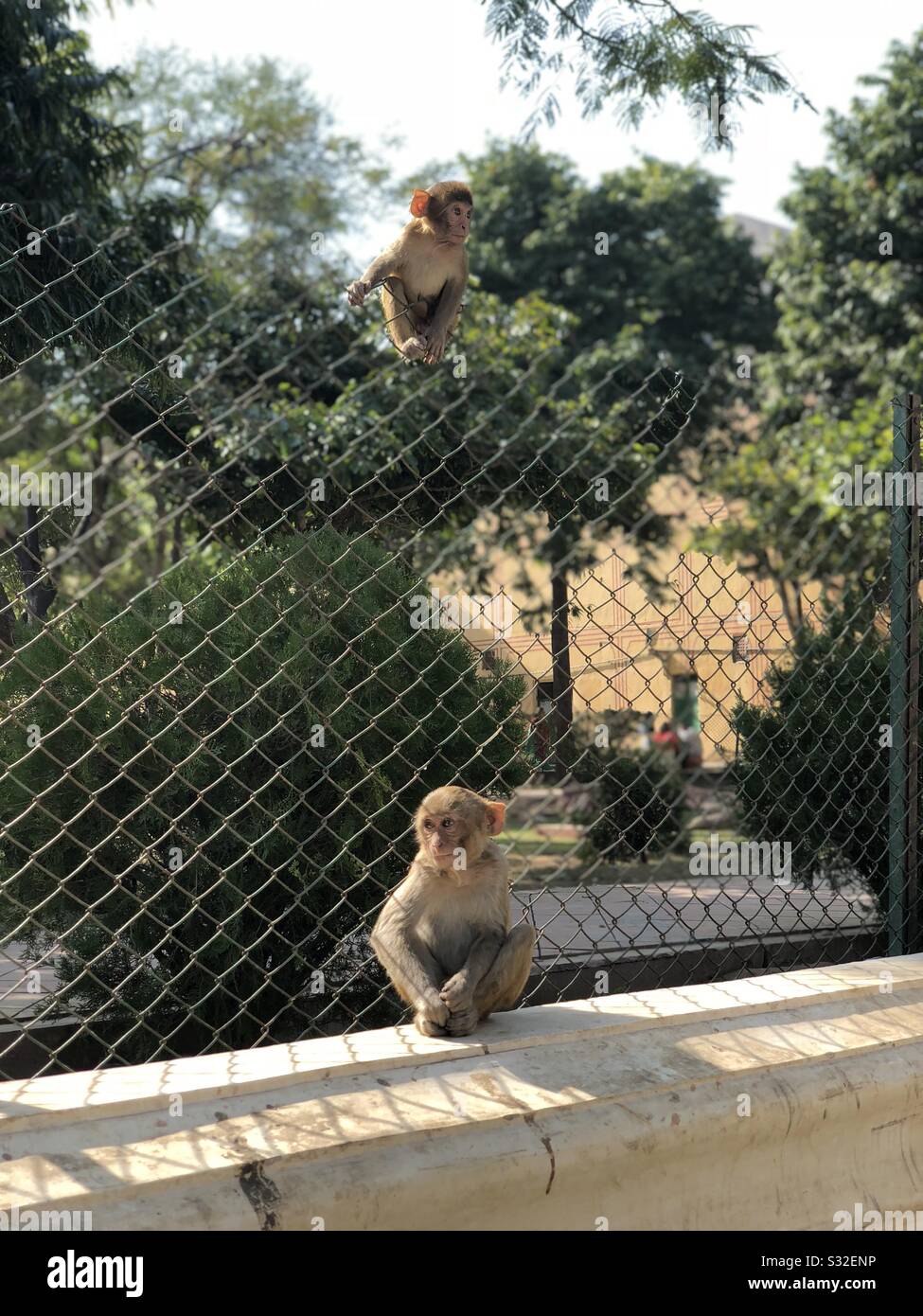 Monkeys in india hi-res stock photography and images - Alamy