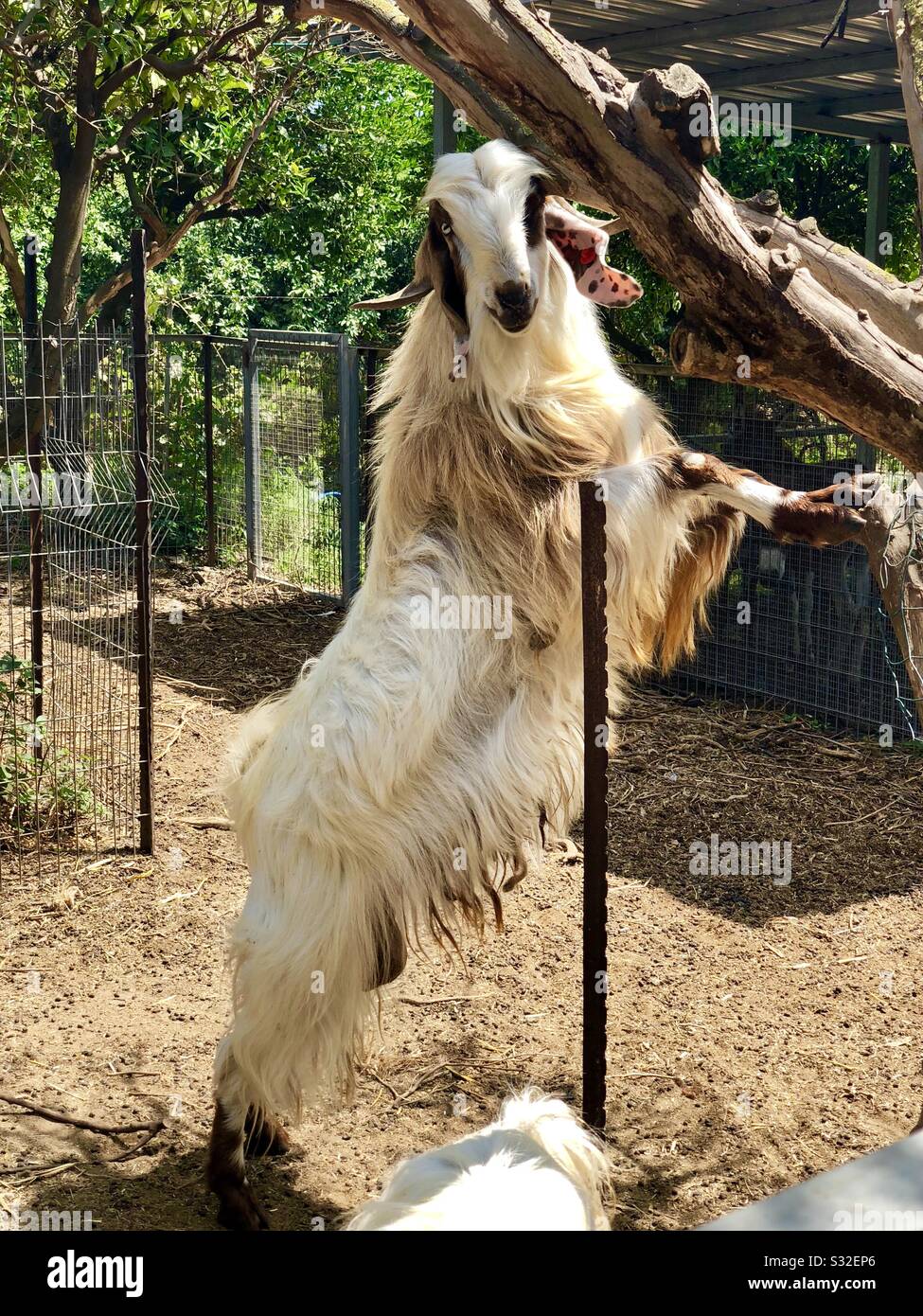 Happy goat hi-res stock photography and images - Alamy