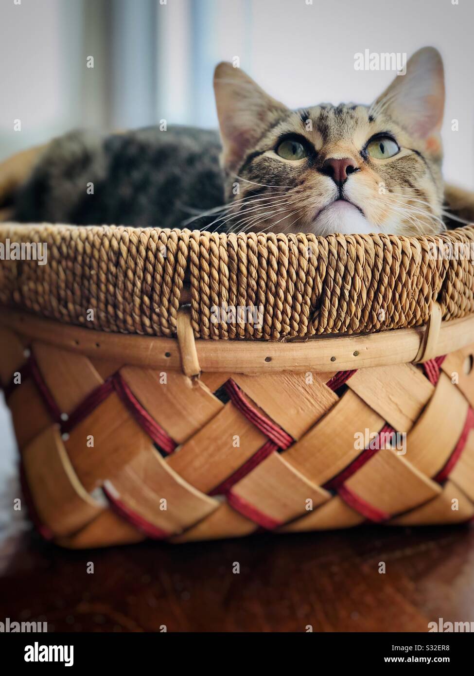 Domesticated grey striped kitten tabby cat pet in weaved basket looking ...