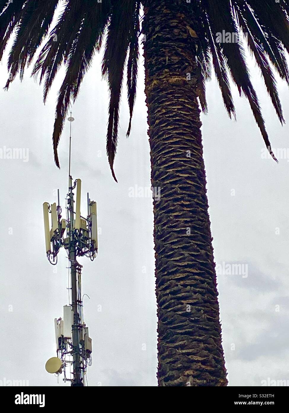 Urban palm tree hi-res stock photography and images - Alamy