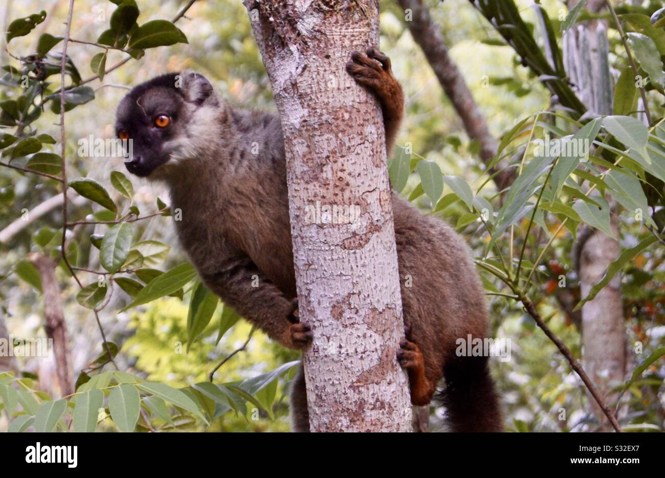 Lemur In Rain Forest High Resolution Stock Photography and Images - Alamy
