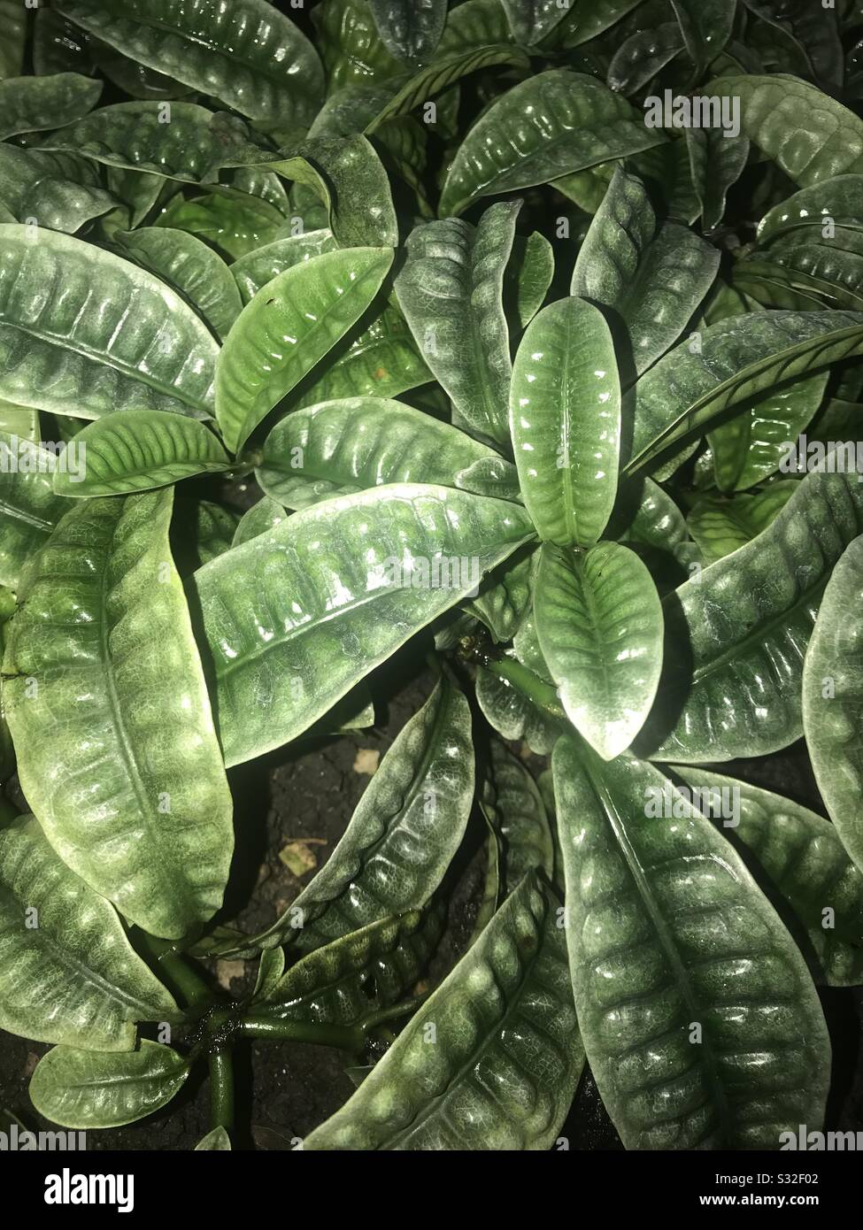 Green plant texture hi-res stock photography and images - Alamy