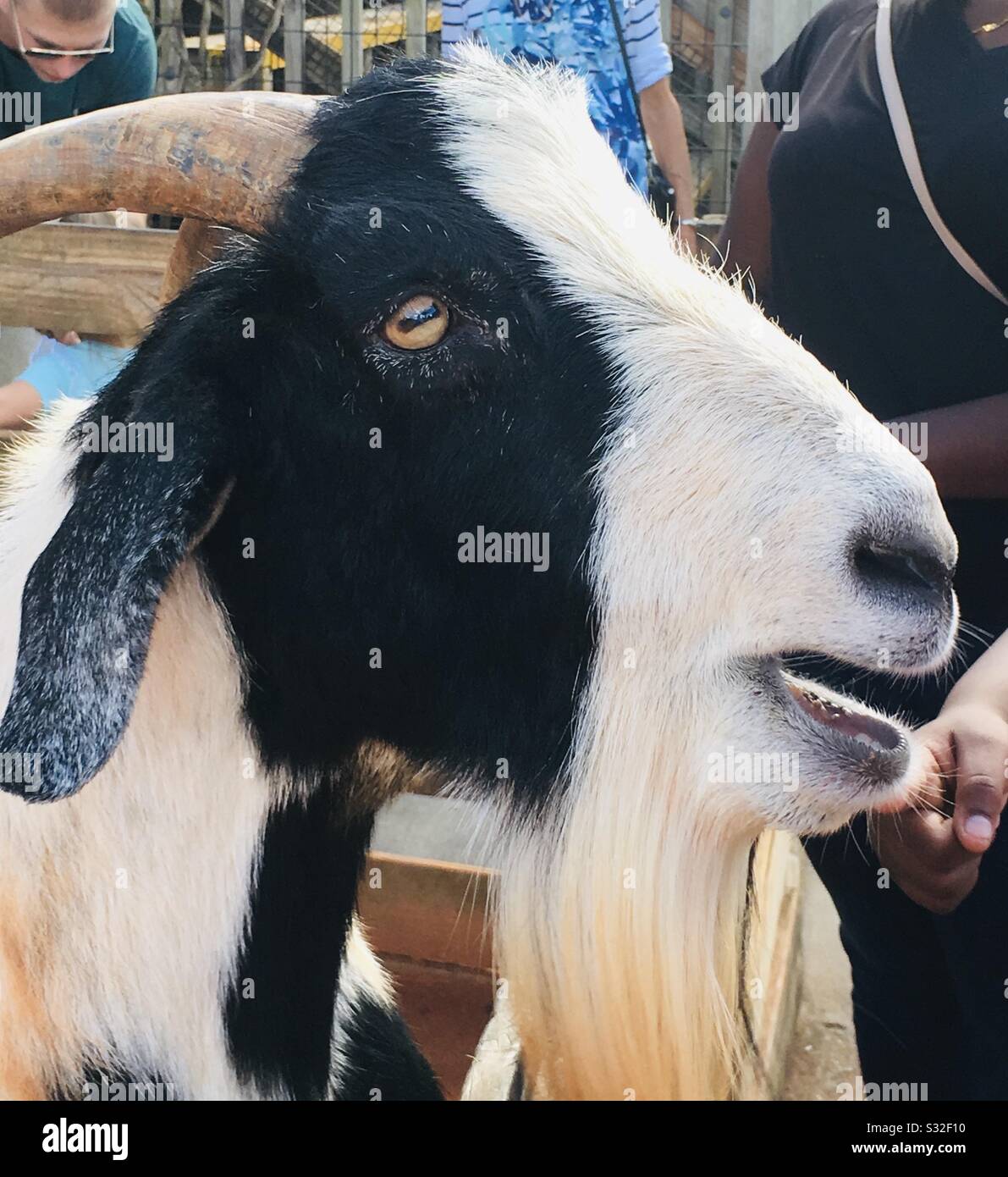 Goat face hi-res stock photography and images - Alamy