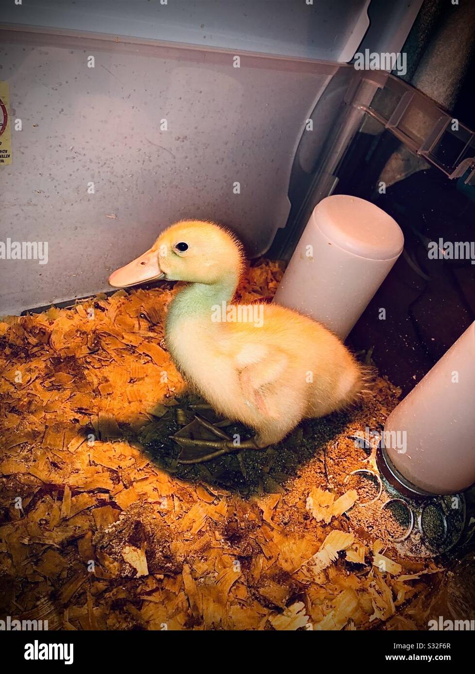 Baby duck farm animal hi-res stock photography and images - Alamy