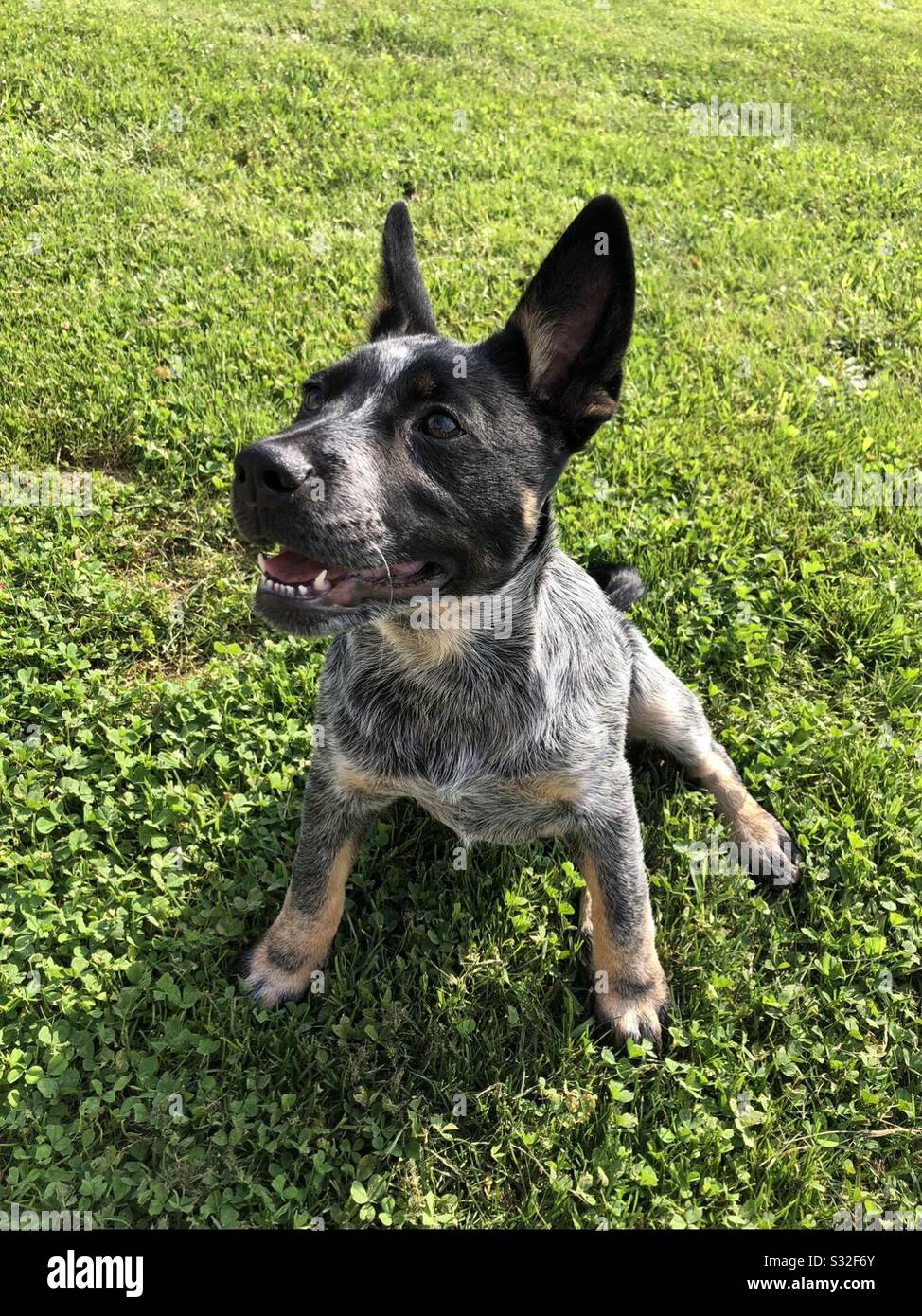 Blue heeler puppy hi-res stock photography and images - Alamy