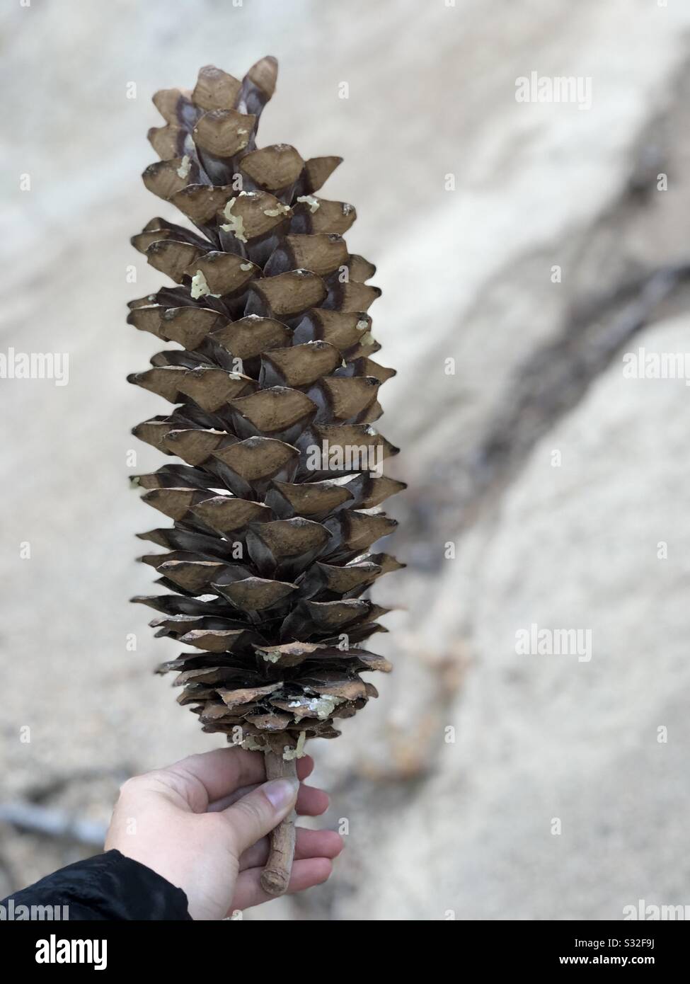 Sequoia cone hi-res stock photography and images - Alamy