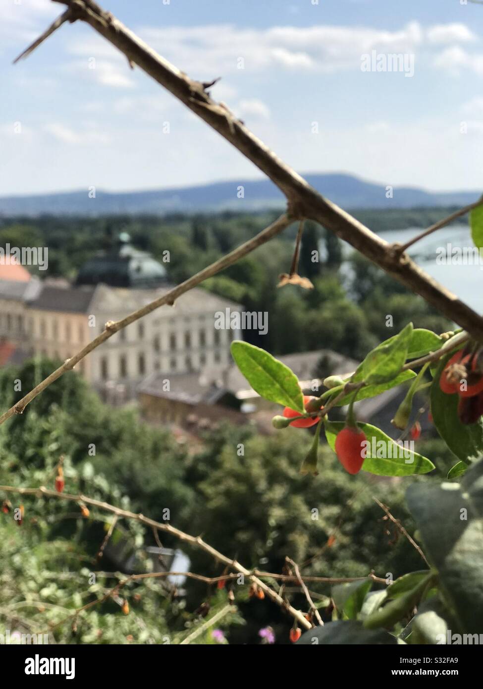 Focus on the tree hi-res stock photography and images - Alamy