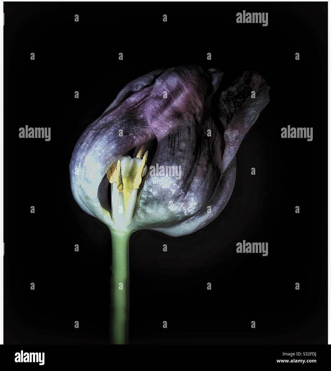 Faded plants hi-res stock photography and images - Alamy