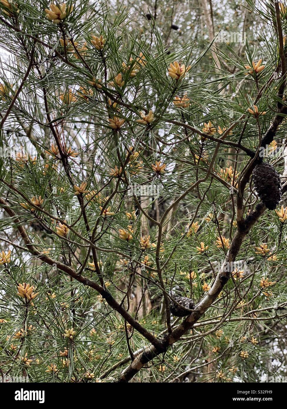 Pine tree in bloom hi-res stock photography and images - Alamy