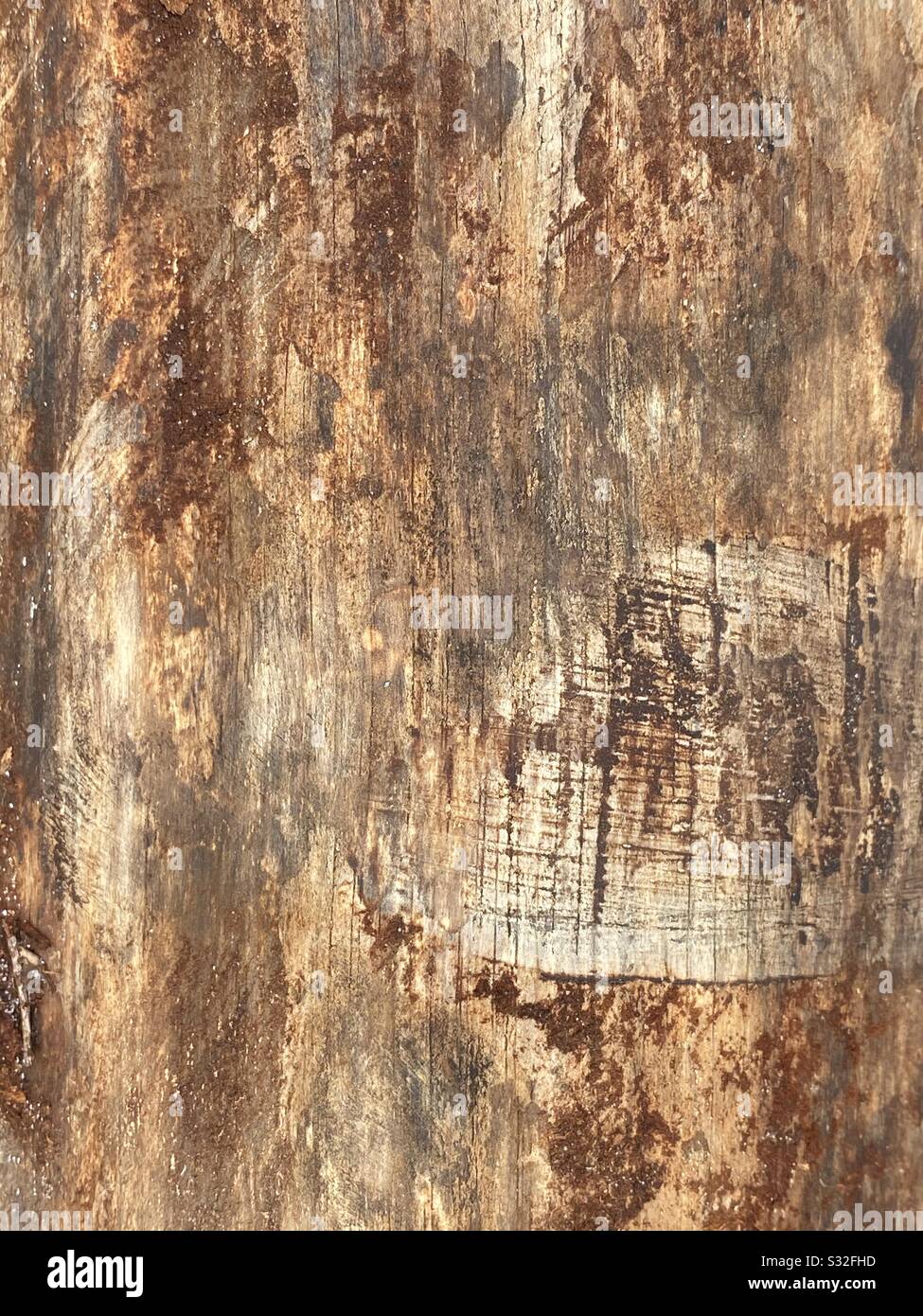 Abstract of smooth tree bark with patterns and design Stock Photo - Alamy