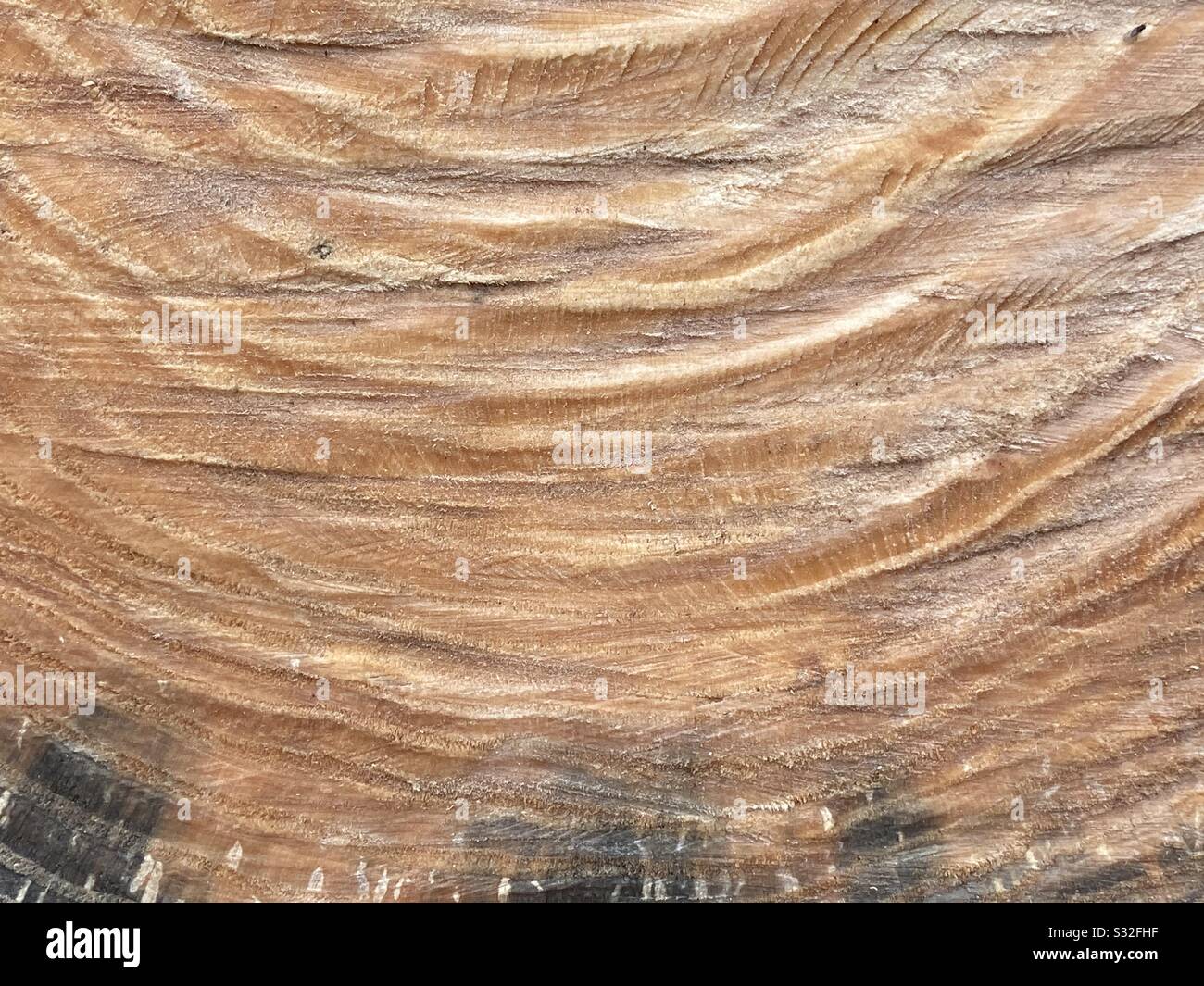 Abstract of cut tree bark with design and textures Stock Photo - Alamy