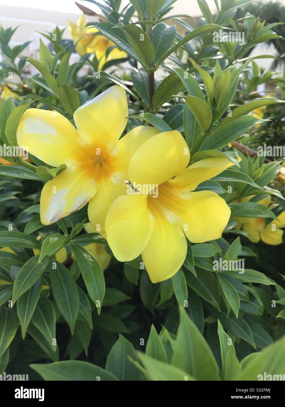 Yellow and happiness hi-res stock photography and images - Alamy