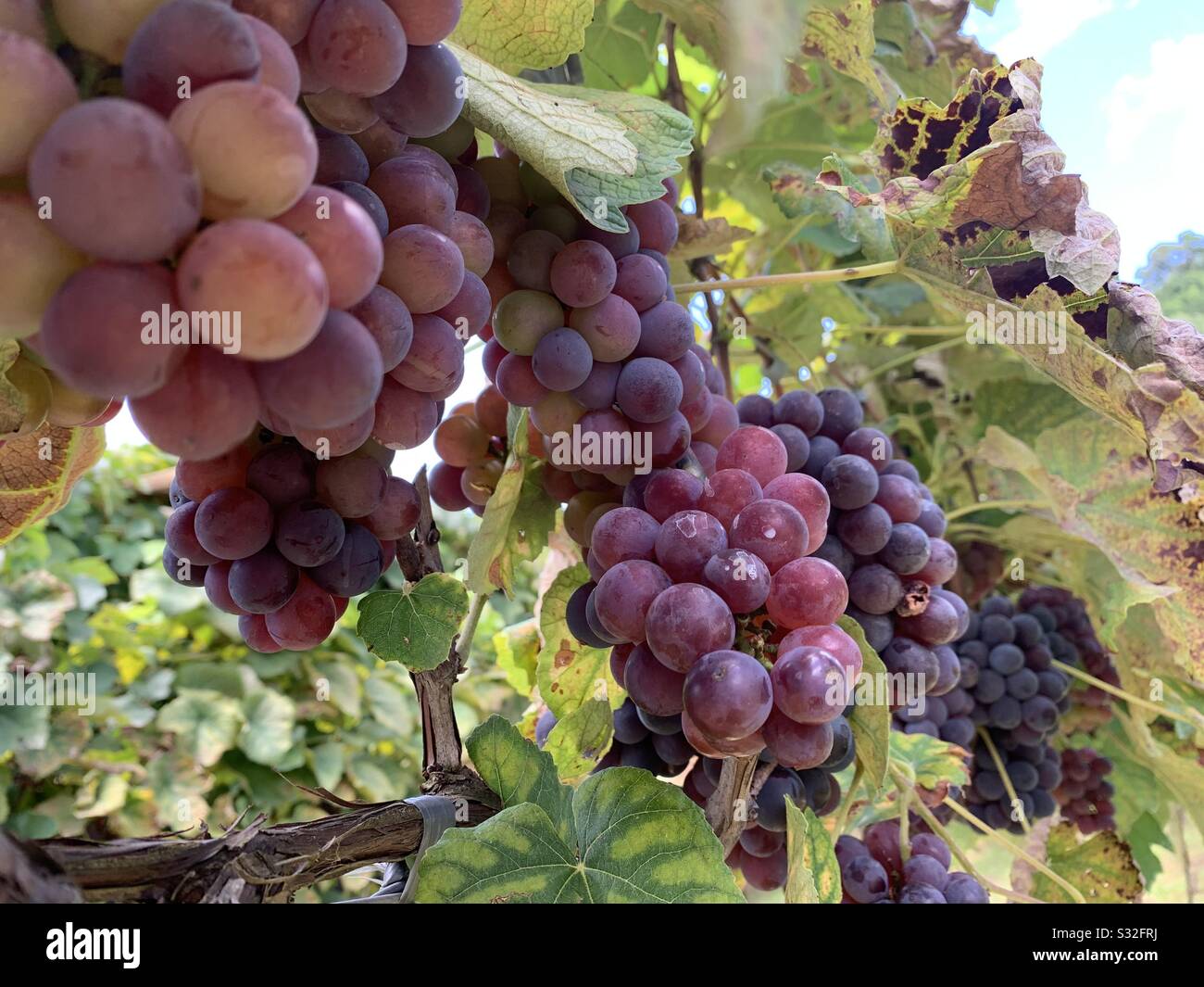 Plantação hi-res stock photography and images - Alamy