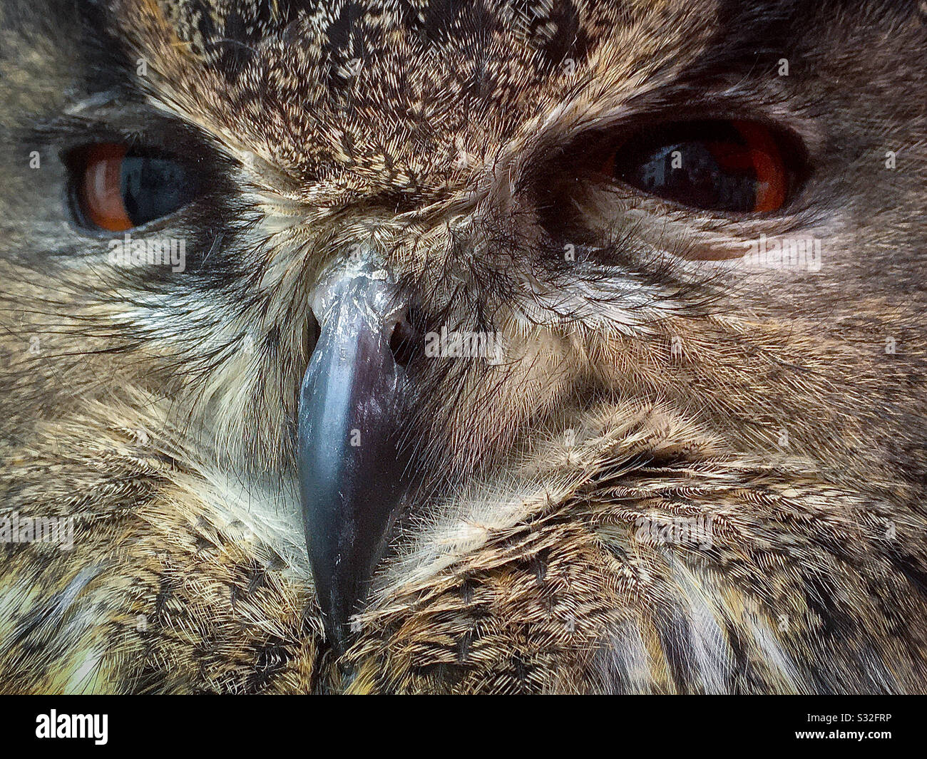 Owl Eyes and Beak Stock Photo - Alamy