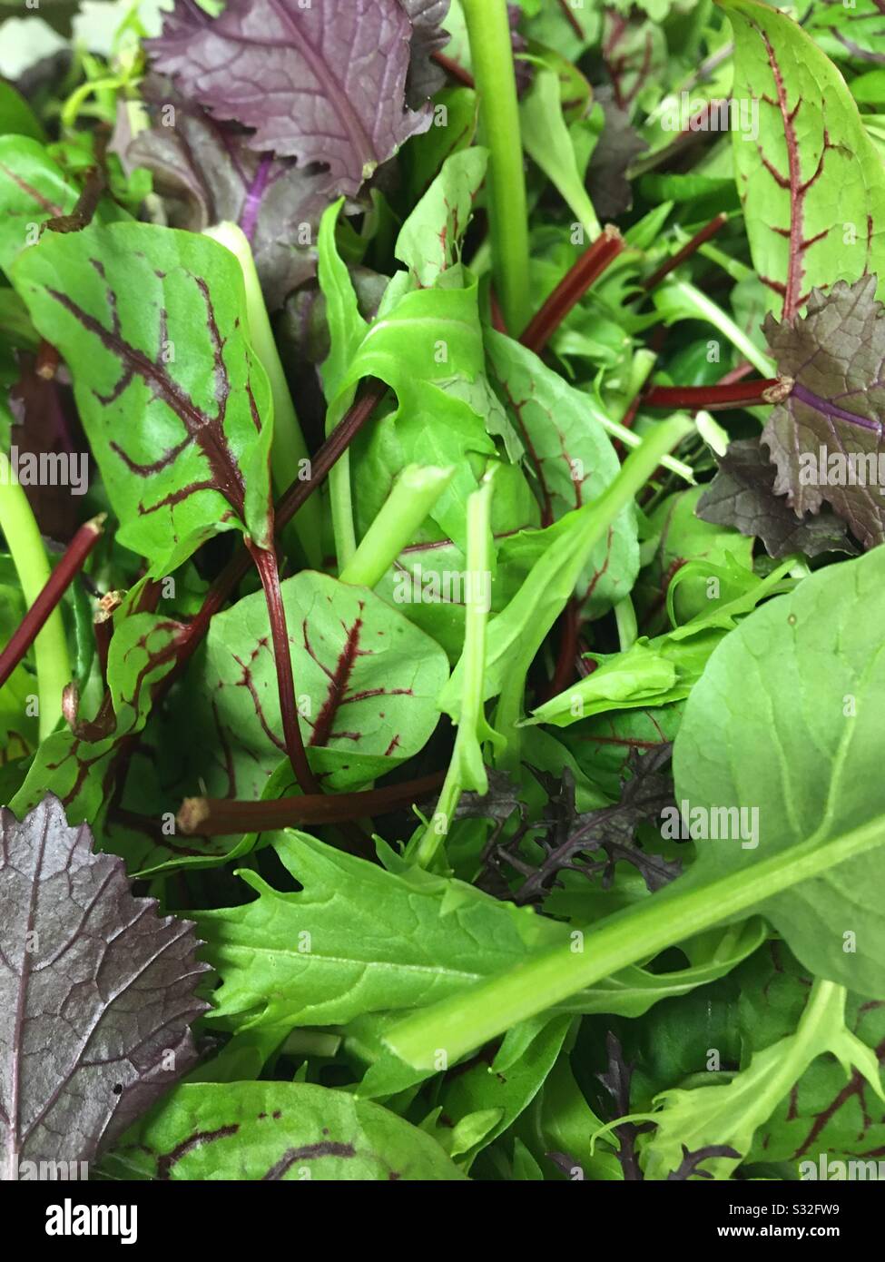 Leaves of the vegetables hi-res stock photography and images - Alamy