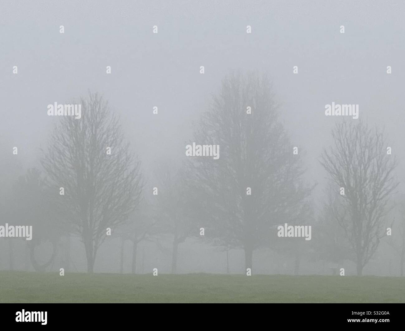 Trees in the falling mist Stock Photo - Alamy