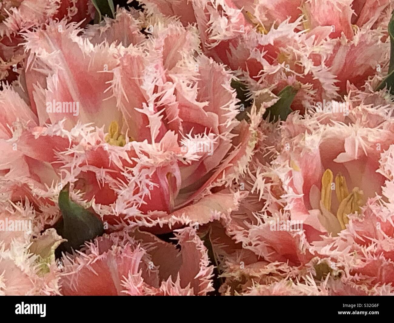 The beauty of feathered tulips Stock Photo - Alamy
