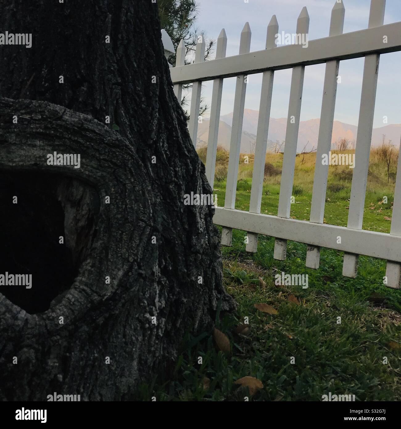 Hollow tree hi-res stock photography and images - Alamy