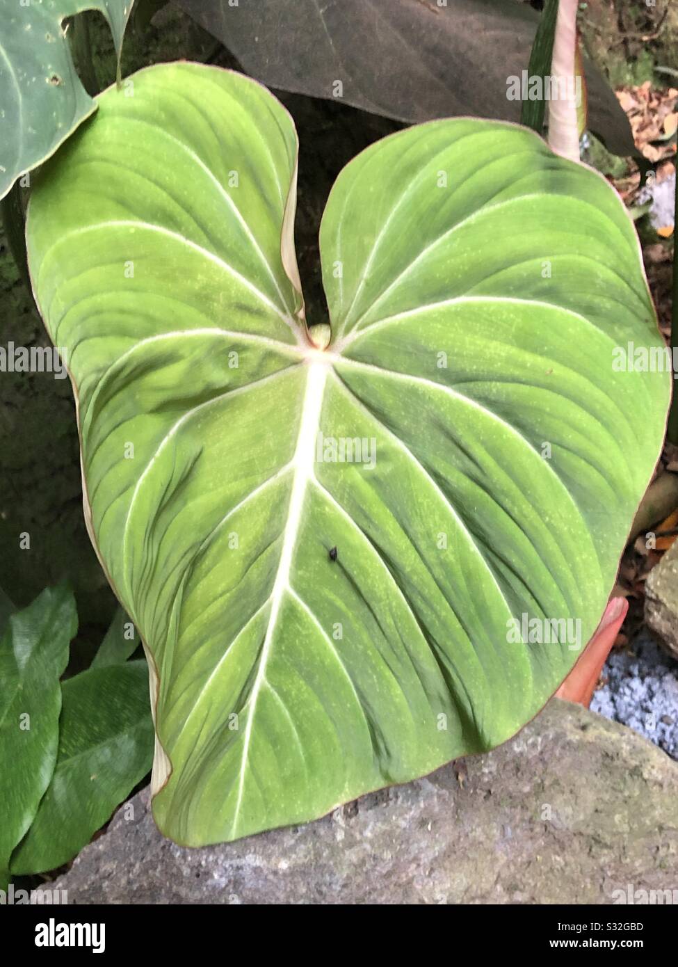 Hawaiian leaf hi-res stock photography and images - Alamy