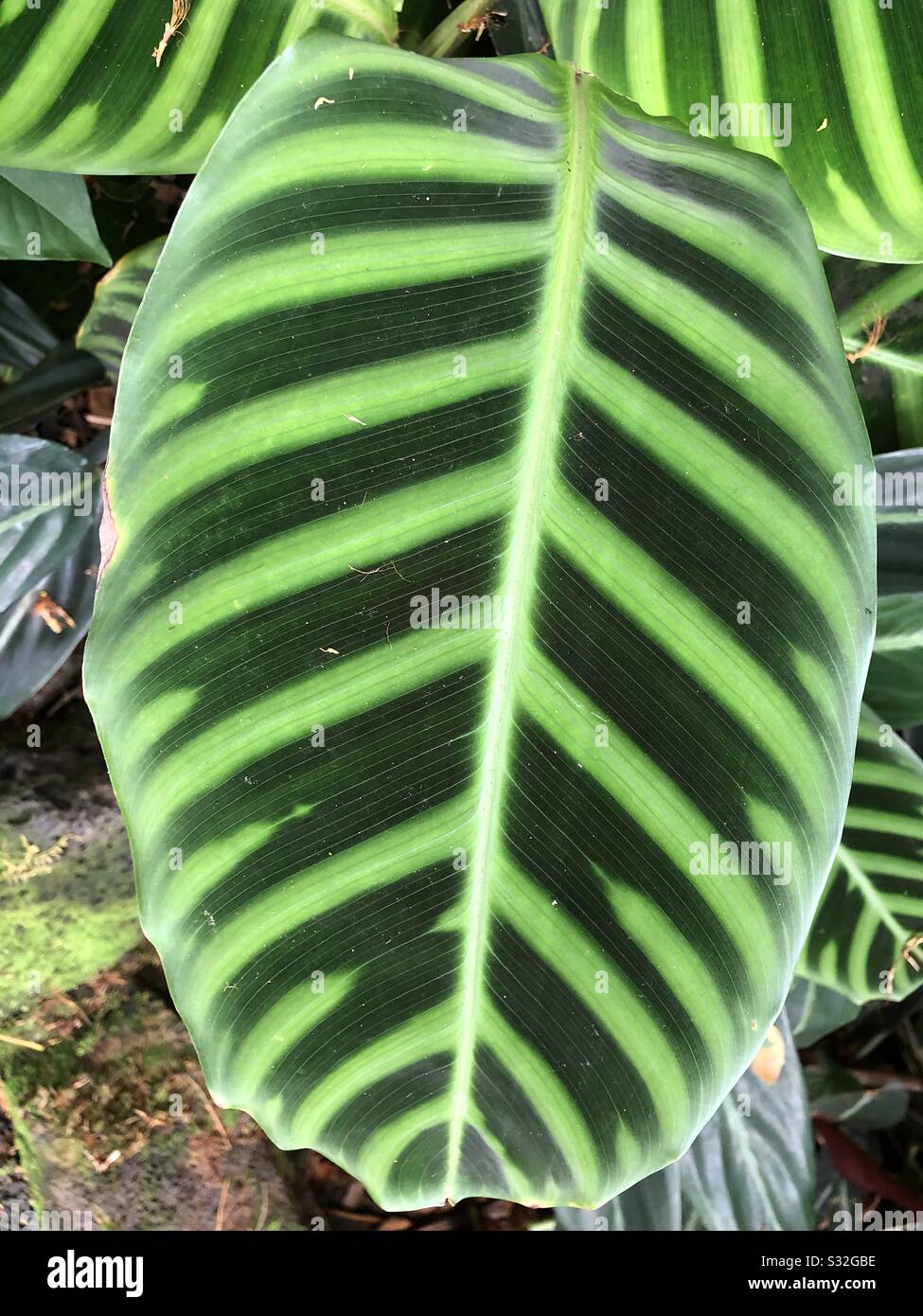 Hawaiian leaf hi-res stock photography and images - Alamy