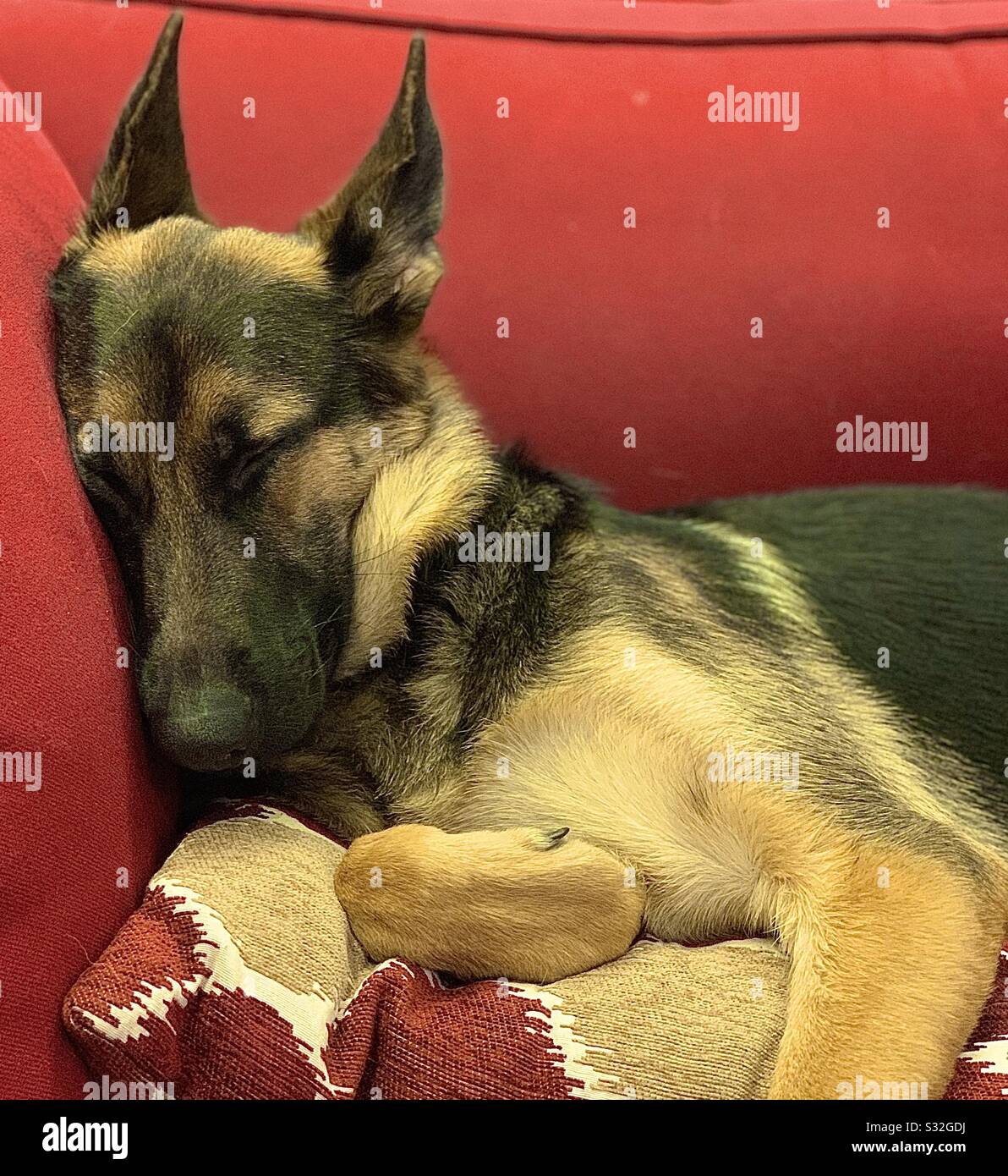 German shepherd dog sleeping hi-res stock photography and images - Alamy