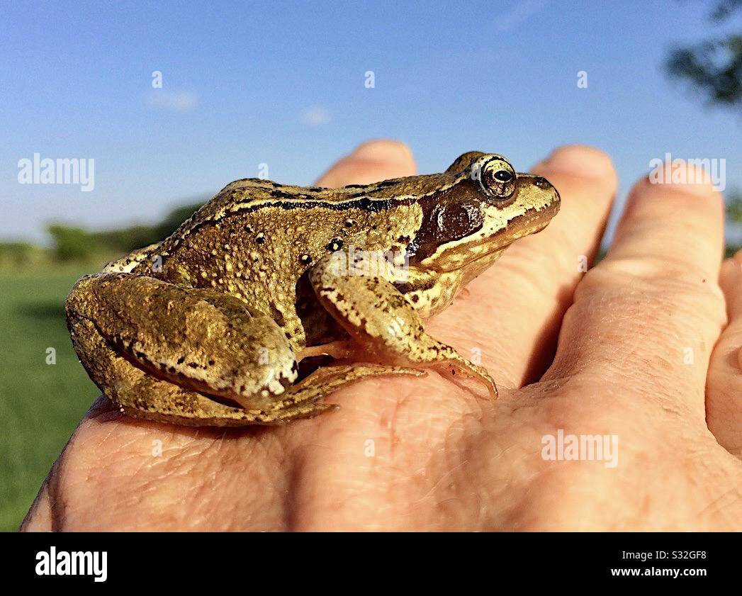 Common Frog on Hand Stock Photo - Alamy