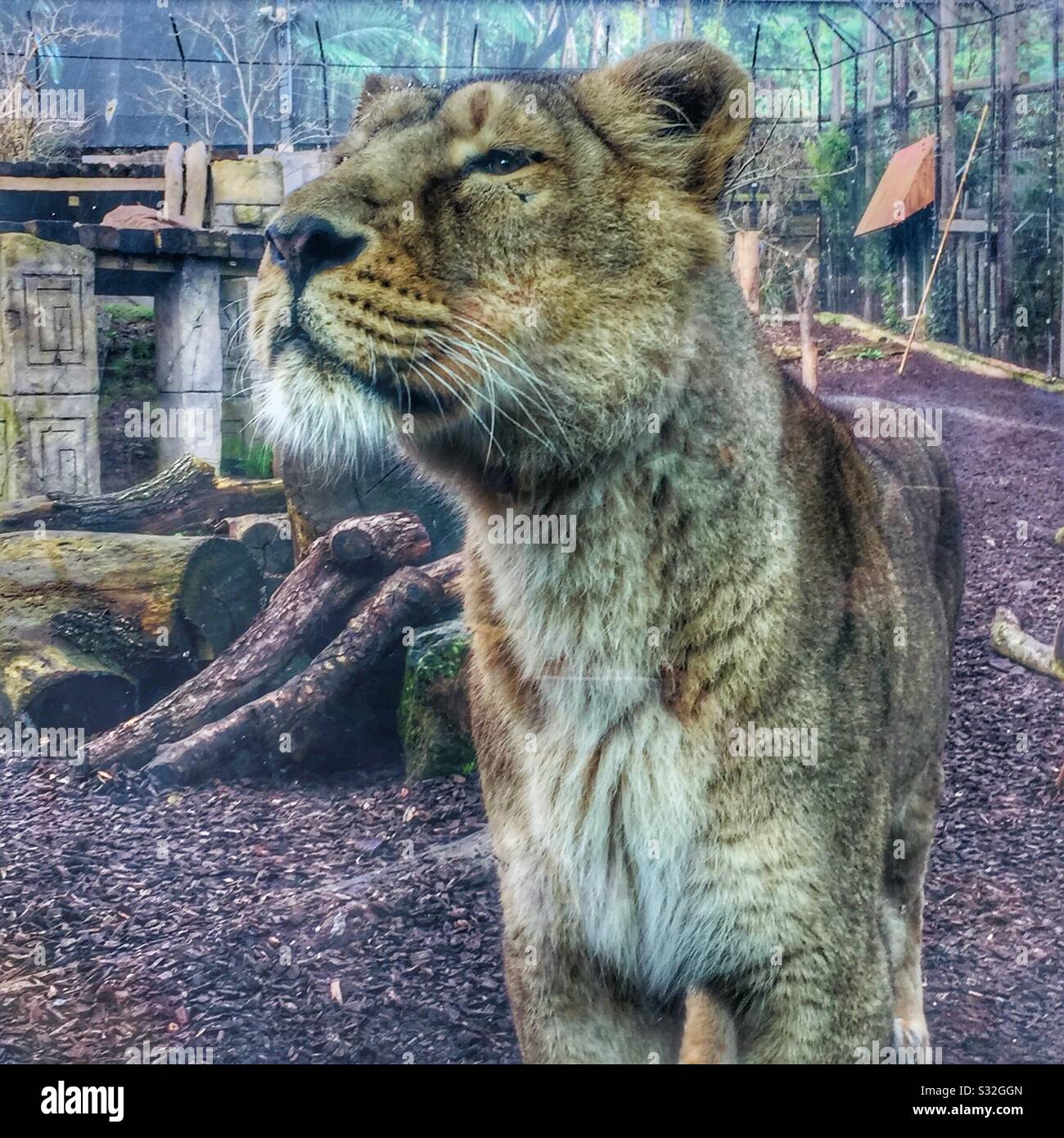 Rani the asiatic lion lioness looking out of her enclosure at ...