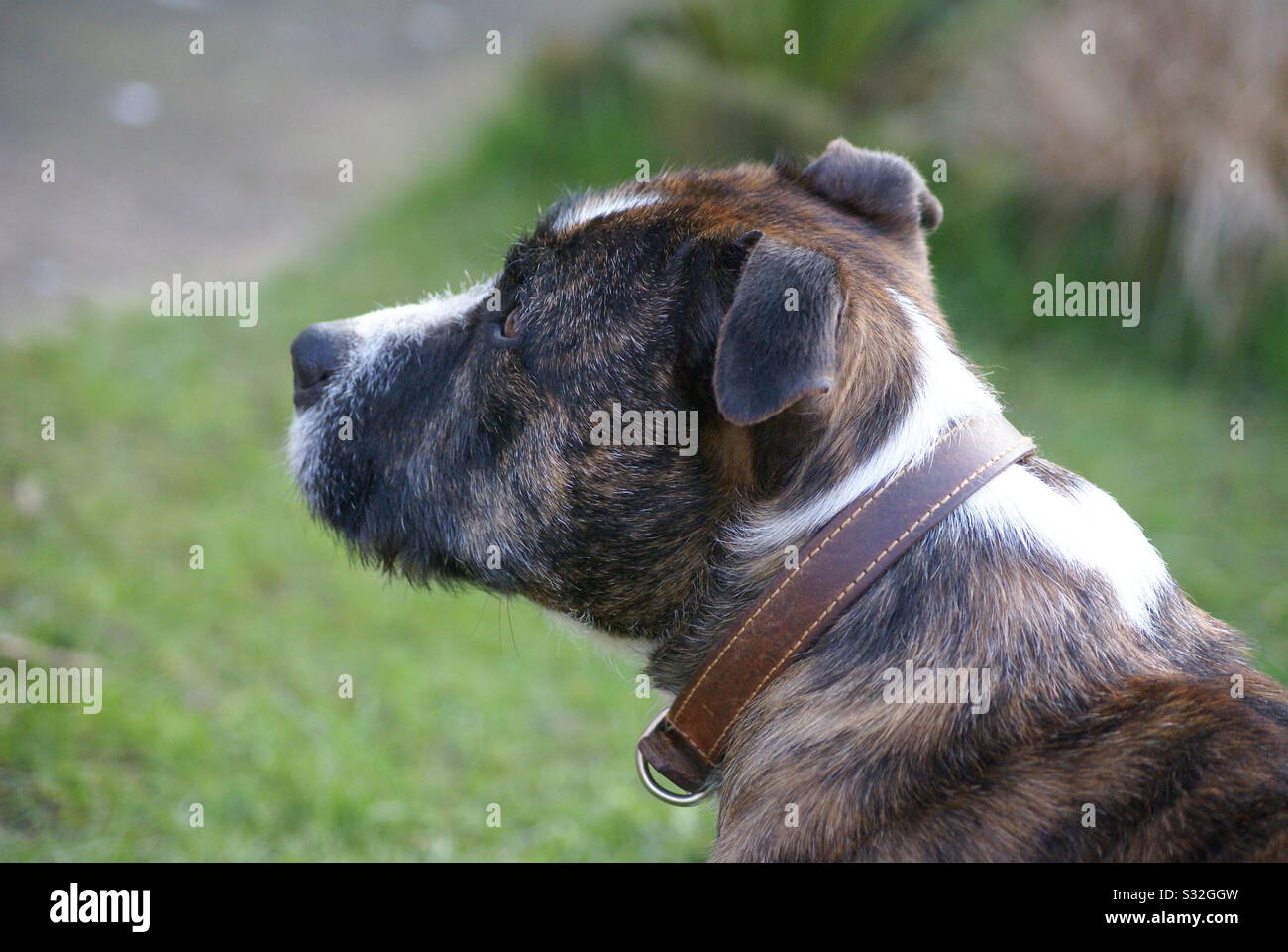 Dog looking into distance Stock Photo - Alamy