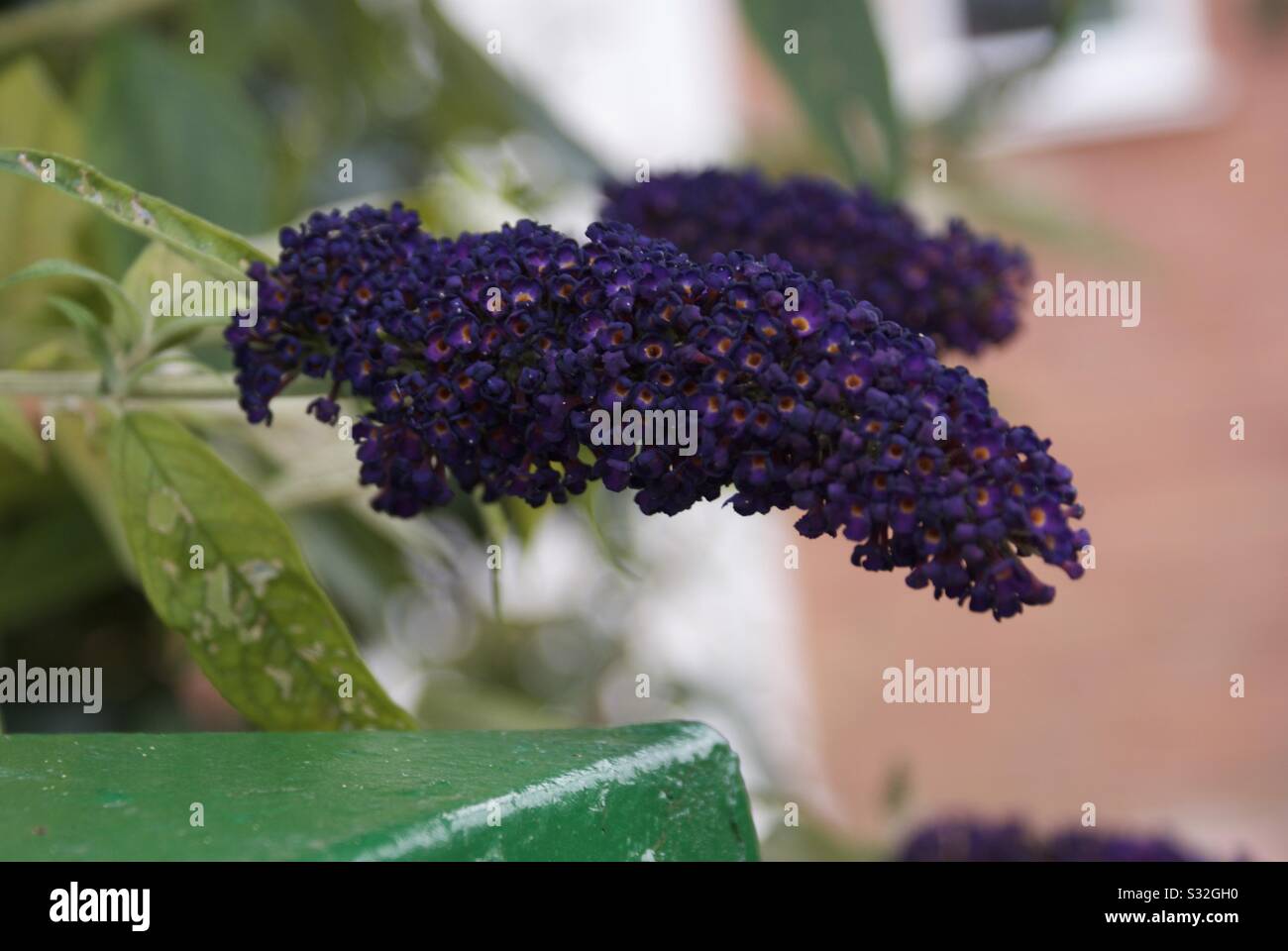 Purple buddleia flowers hi-res stock photography and images - Alamy