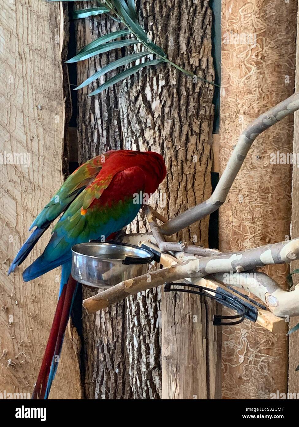 Rainbow parrot hi-res stock photography and images - Alamy